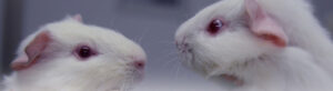Humanized Mouse Models: An Overview - PharmaLegacy | Preclinical ...
