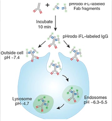 Antibody-Drug Conjugate Characterization & Evaluation - PharmaLegacy ...