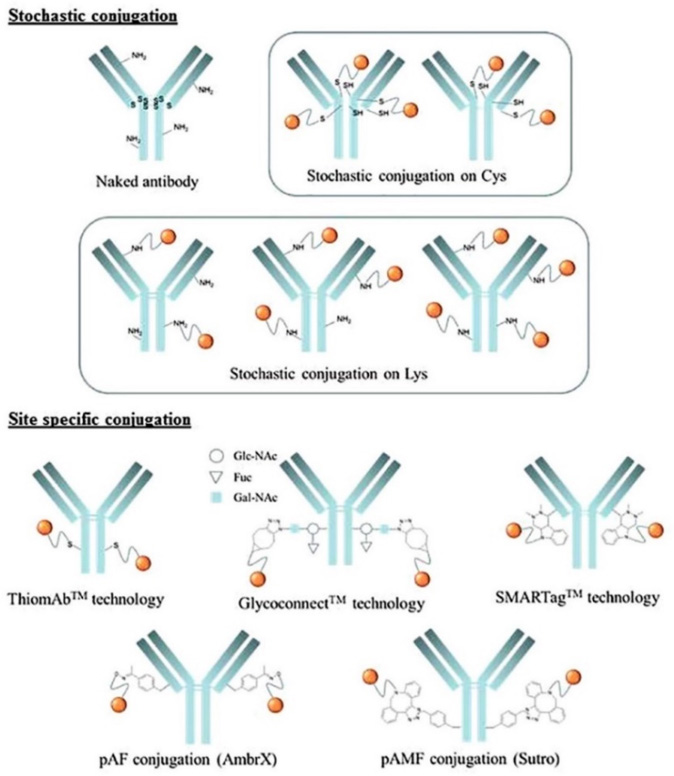 Antibody-Drug Conjugate Characterization & Evaluation - PharmaLegacy | Preclinical Pharmacology CRO