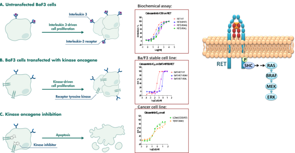 BaF3 Assays - PharmaLegacy | Preclinical Pharmacology CRO