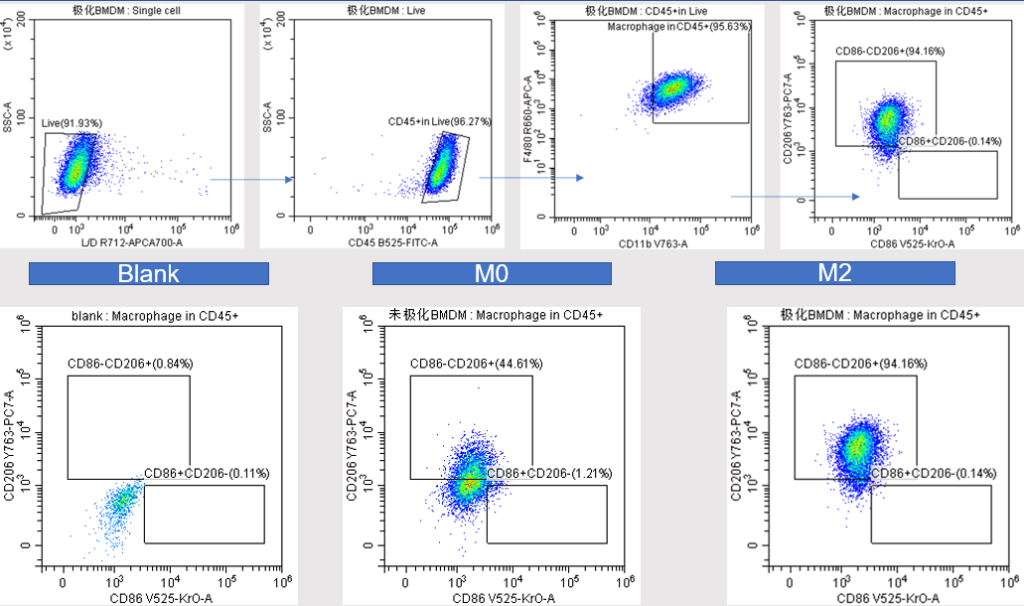 Cell Differentiation / Polarization Assay - PharmaLegacy | Preclinical ...
