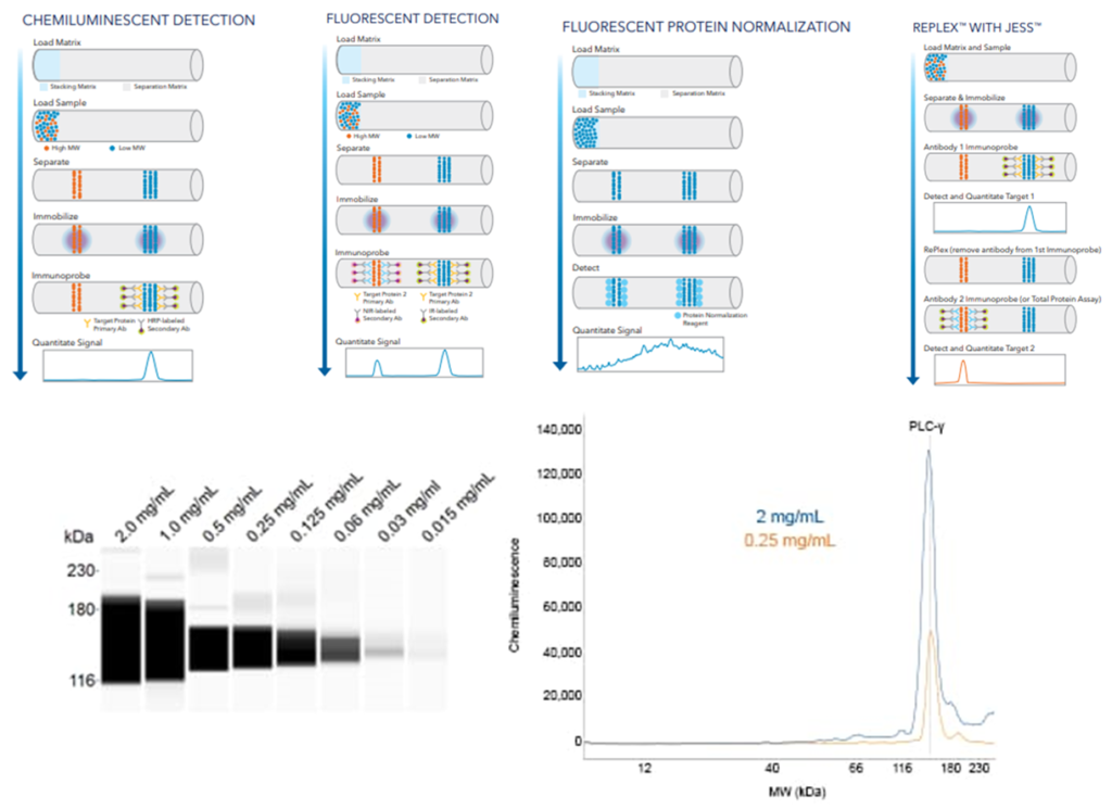 Biomarkers and Pharmacodynamics Analysis - PharmaLegacy | Preclinical ...