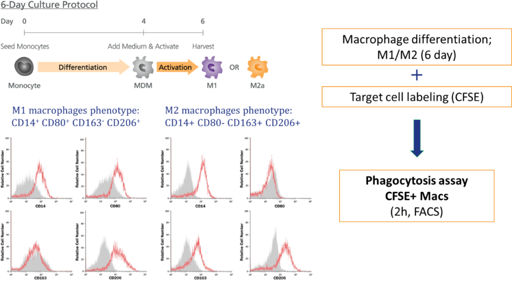 Cell Based Assays – Immuno-Oncology - PharmaLegacy | Preclinical ...