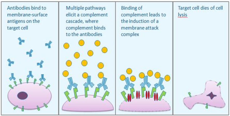 Cell Based Assays – Immuno-Oncology - PharmaLegacy | Preclinical ...